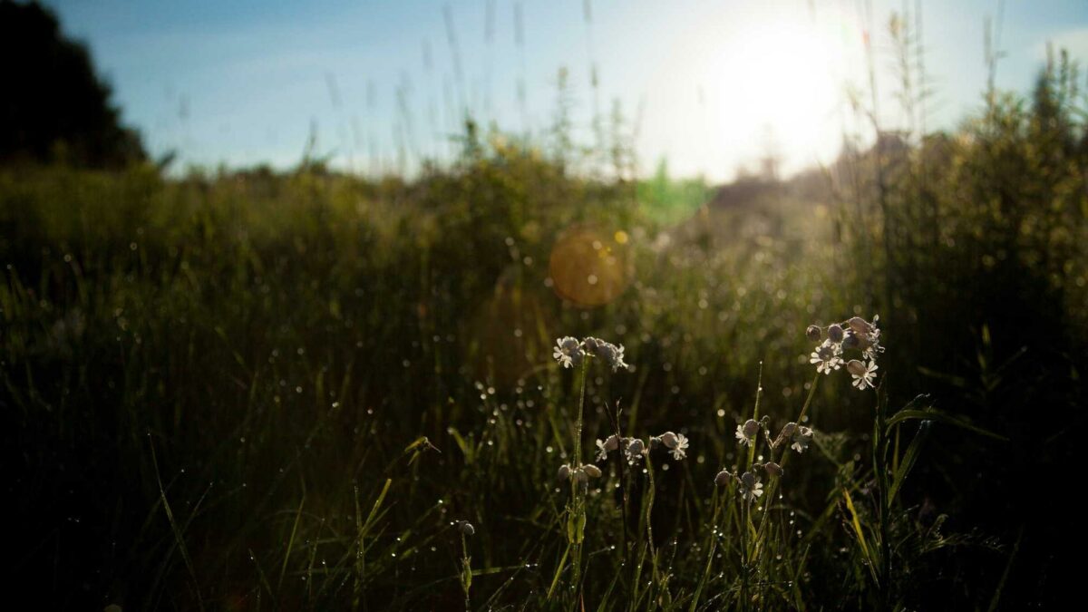 Types of Natural Fabrics: Complete Guide Eco-Friendly Textiles